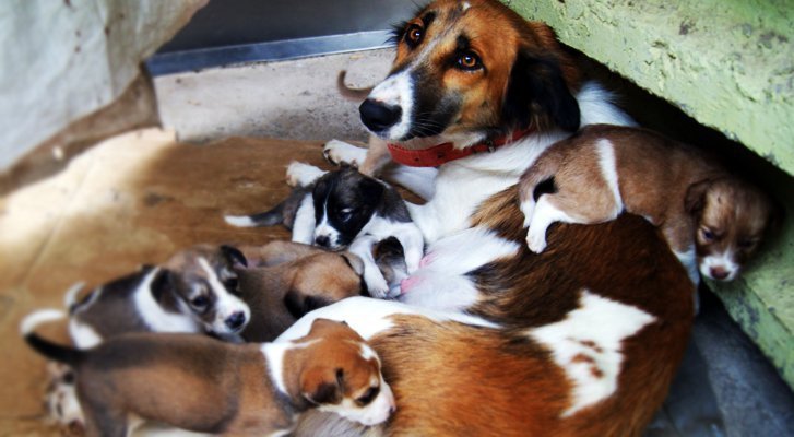 16 Life Lessons You Can Learn From Stray Dogs - ScoopWhoop