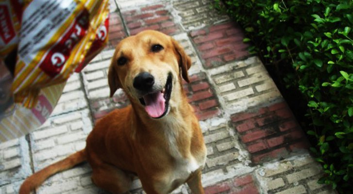 16 Life Lessons You Can Learn From Stray Dogs - ScoopWhoop