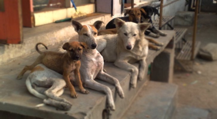 16 Life Lessons You Can Learn From Stray Dogs - ScoopWhoop