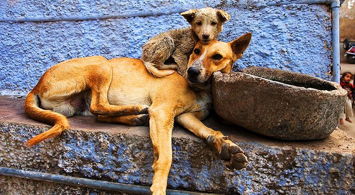 16 Life Lessons You Can Learn From Stray Dogs - ScoopWhoop