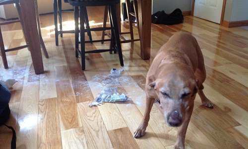 10 Daily Struggles Every Dog Owner Faces - ScoopWhoop