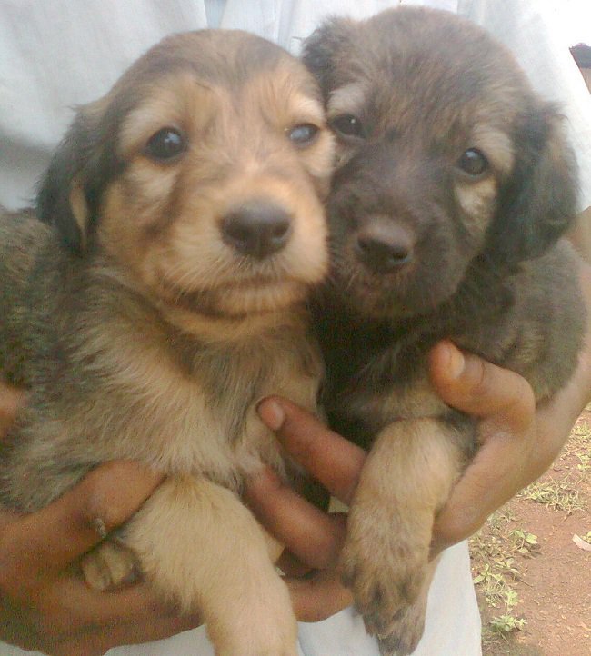 14 Incredibly Cute Pictures Of Indian Stray Dogs That’ll Brighten Your ...