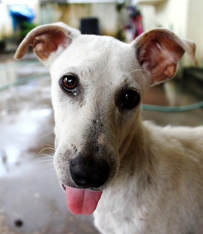 14 Incredibly Cute Pictures Of Indian Stray Dogs That’ll Brighten Your ...