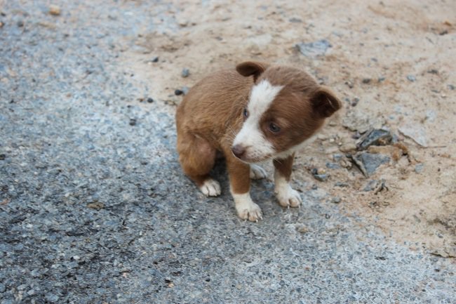 14 Incredibly Cute Pictures Of Indian Stray Dogs That’ll Brighten Your ...