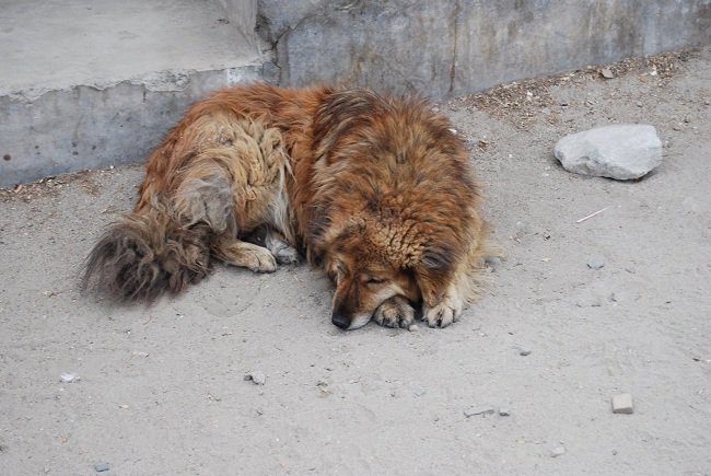 14 Incredibly Cute Pictures Of Indian Stray Dogs That’ll Brighten Your ...