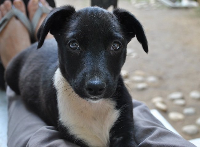 14 Incredibly Cute Pictures Of Indian Stray Dogs That’ll Brighten Your ...