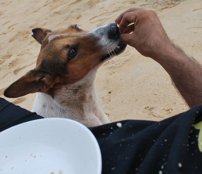 14 Incredibly Cute Pictures Of Indian Stray Dogs That’ll Brighten Your ...