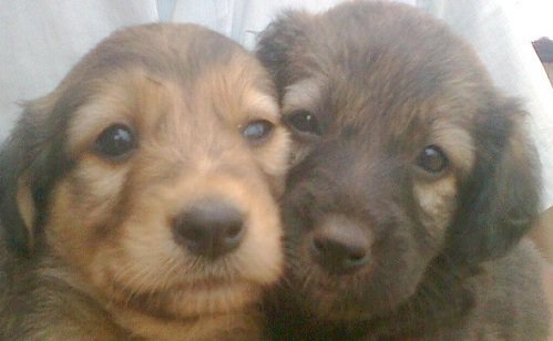 14 Incredibly Cute Pictures Of Indian Stray Dogs That’ll Brighten Your ...