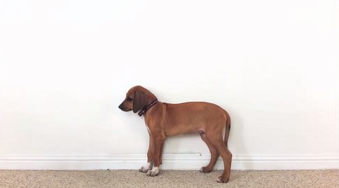 Pup Grows From 2 Months To 3 Years In 23 Seconds, Making This The ...