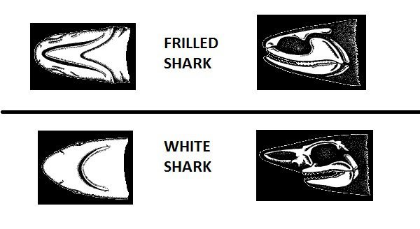 Pre-Historic Frilled Shark With 300 Teeth Caught In Australia Proves ...