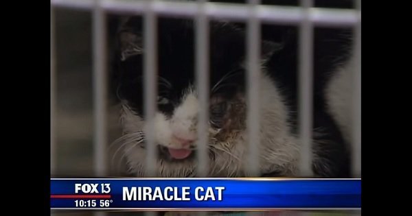 Meet Bart, The Cat Who Clawed His Way Out Of His Own Grave Because He ...