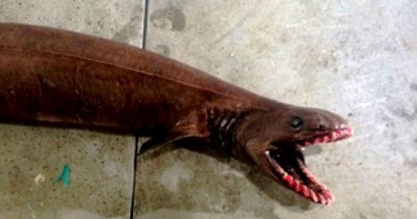 Pre-Historic Frilled Shark With 300 Teeth Caught In Australia Proves ...