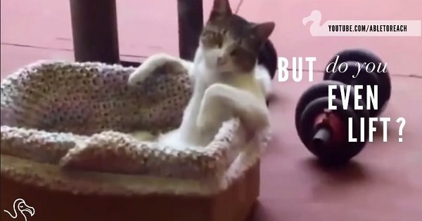 Bro Cats Are The Coolest Pets In The World. This Video Proves It ...