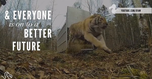 This Compilation Of Animals Being Freed From Their Cages Will Melt Your ...