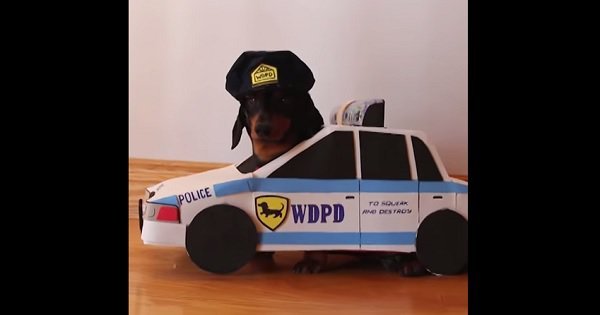 A Short Cop & Robber Chase As Performed By Dachshunds Is The Cutest ...