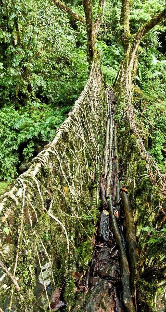 Walking On These Trails In India Is Better Than A Walk In The Clouds ...
