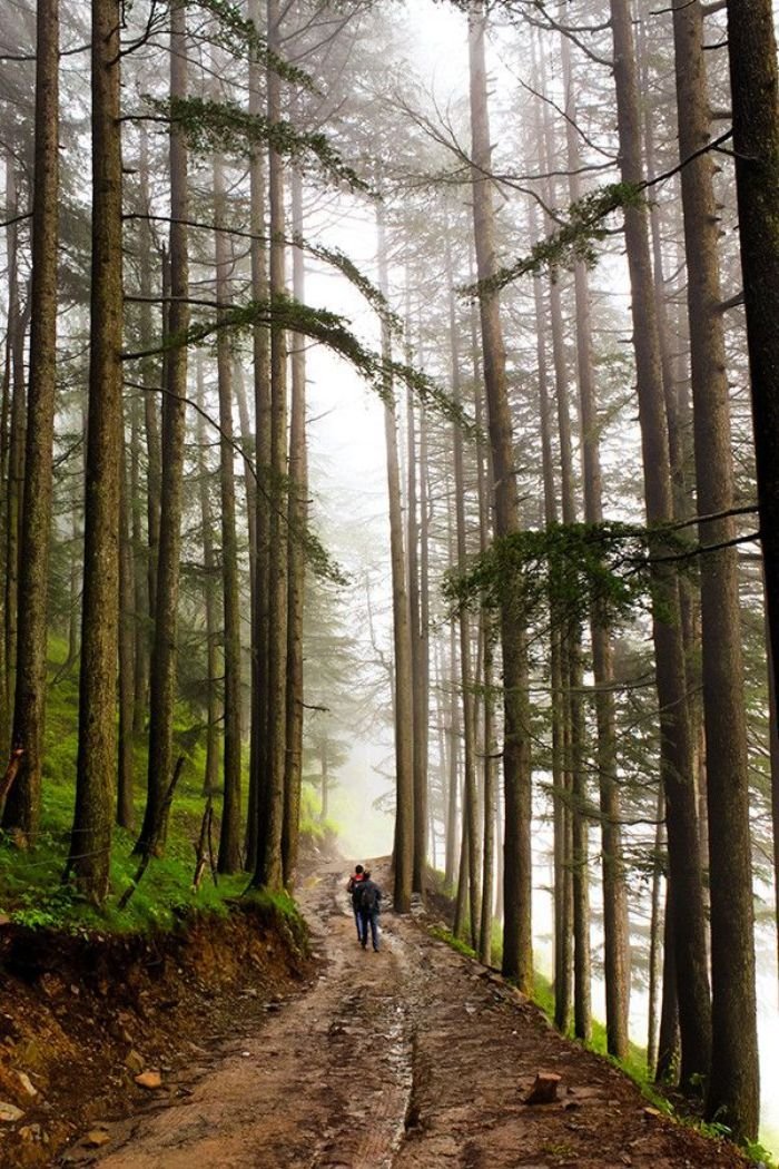 Walking On These Trails In India Is Better Than A Walk In The Clouds ...