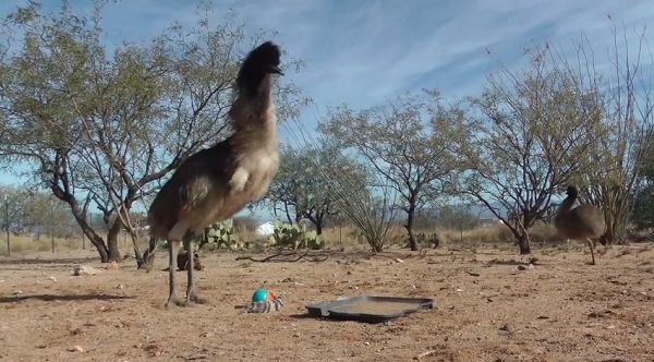 These Emus Forget How To Stay Classy As They Face Their Mortal Enemy ...
