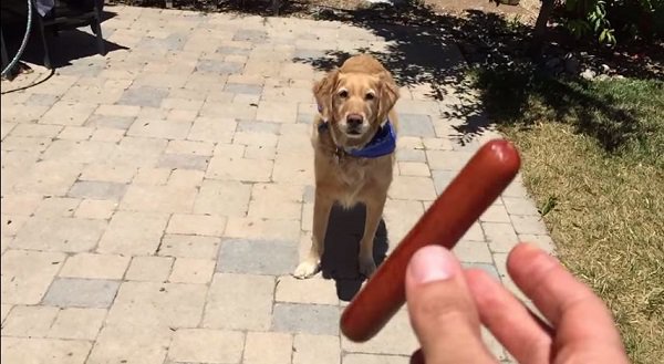 Fritz, The Dog, Is The Role Model All Average Joes Like Us Need ...