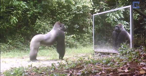 How Wild Animals React To A Mirror In The Jungle Reveals Who’s ...