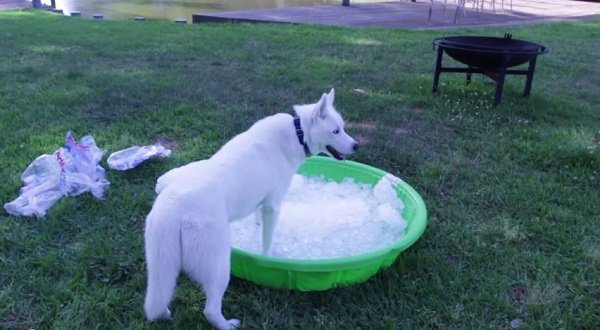 Watch How A Siberian Husky Gets Super Excited When His Human Makes Him ...
