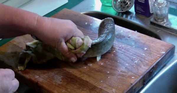 Watching This Dead Fish Come Alive Is Just Super Creepy - ScoopWhoop