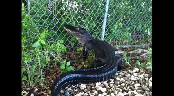 Lock Your Doors, Because Alligators Can Apparently Climb Fences Now ...