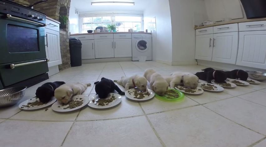 10 Labrador Siblings Feeding On Solid Food For The First Time. Let The ...