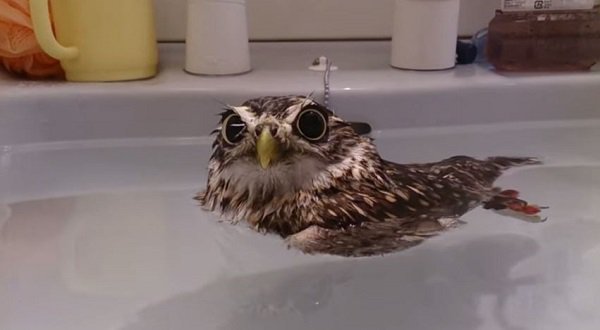 Meet The Most Relaxed Owl The World Has Ever Seen - ScoopWhoop