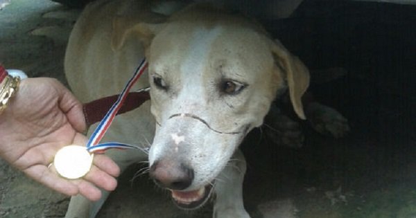 Pingu The Dog-Hero Who Risked His Life To Save Neighbourhood From ...