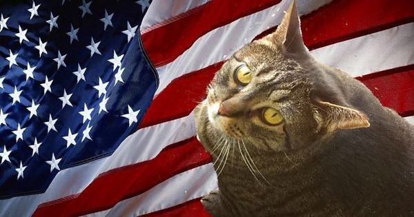 Meet The Cat Who Wants To Be America’s President. Donald Trump, You ...