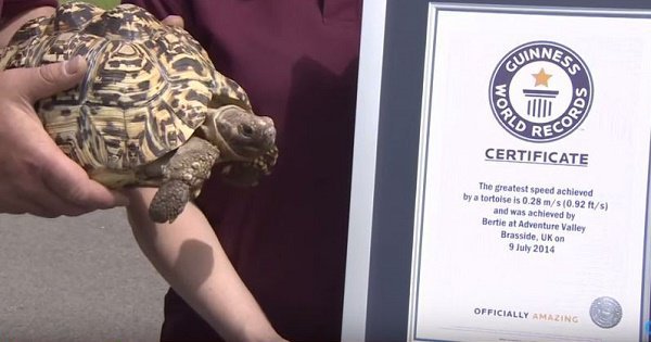 ‘Usain Bolt’ Bertie Becomes The Fastest Tortoise Ever To Walk On Earth ...