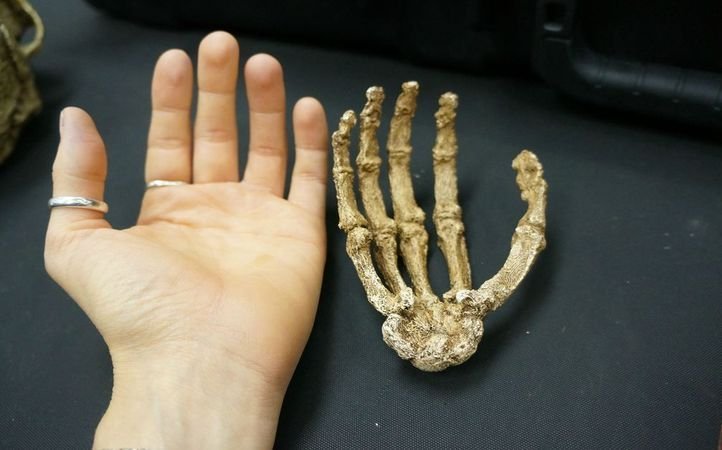 Meet Homo Naledi, Newest Found Species Of Humans Who Had Orange-Sized ...
