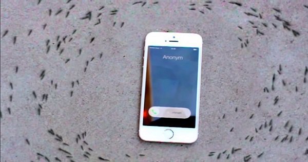 Why Is This Video Of Ants Circling A Ringing iPhone Going Viral ...