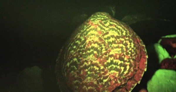 National Geographic Filmed A Glow-In-The-Dark Sea Turtle Flaunting Red ...
