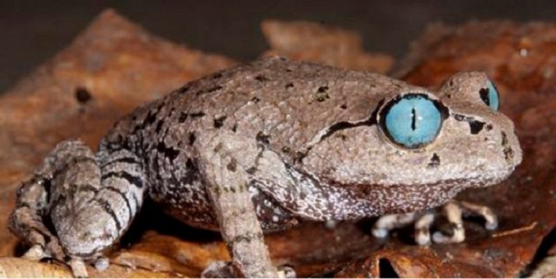 Sneezing Monkey To Walking Fish: 211 New Animal & Plant Species ...