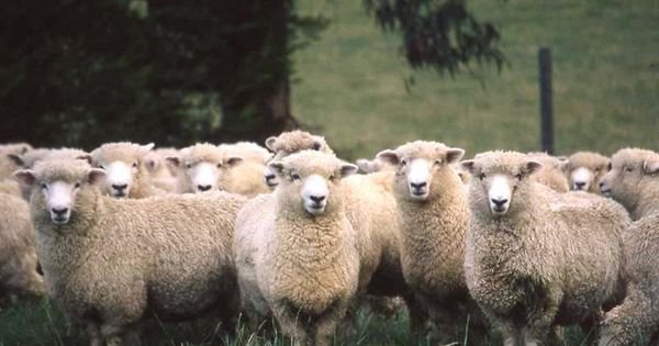 Sheep Farts Cause Singapore Airlines Flight To Make Emergency Landing ...