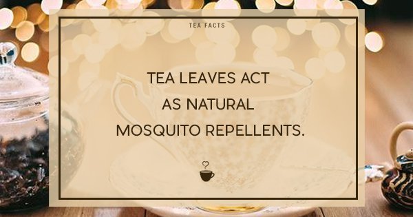 24 Amazing Tea Facts You Should Know As You Have Your Morning Cup Of ...