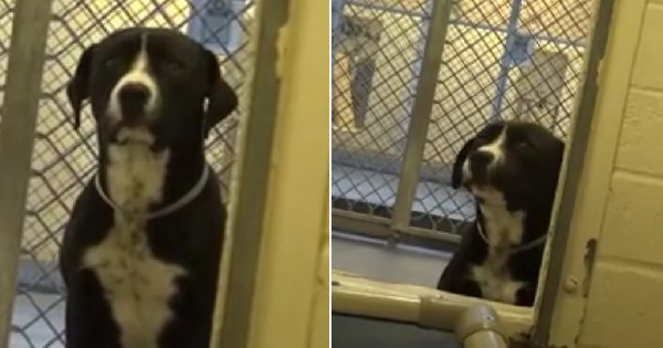 This Dog Was About To Be Put To Death. His Reaction On Realising He Was ...