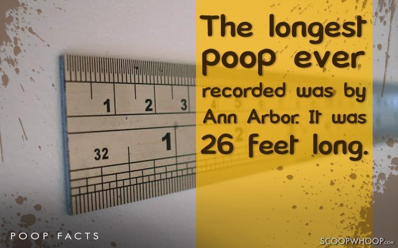 16 Interesting Things You Never Knew About Poop - ScoopWhoop