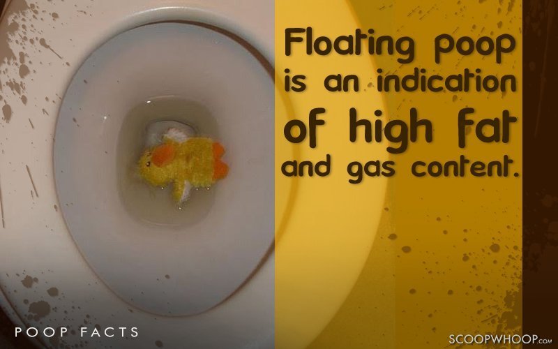 16 Interesting Things You Never Knew About Poop