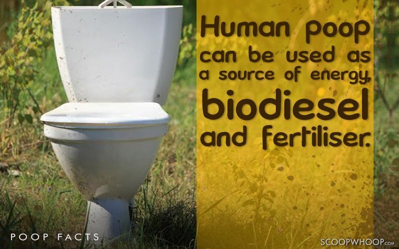 16 Interesting Things You Never Knew About Poop - ScoopWhoop