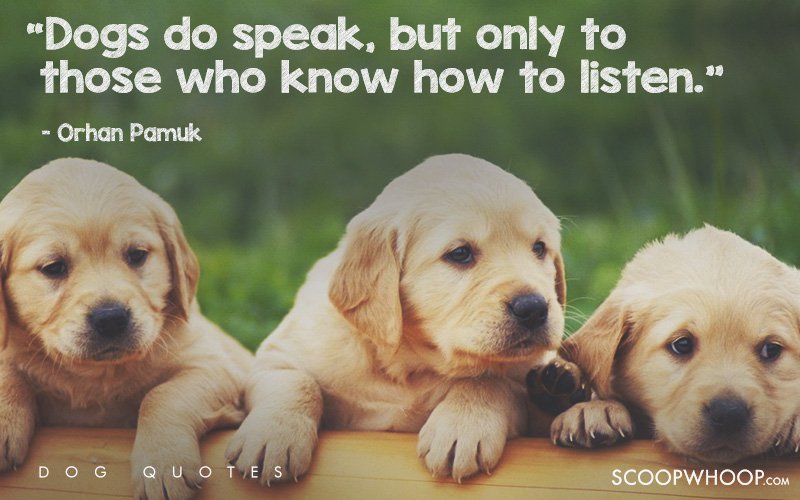 25 Beautiful Quotes That Explain Exactly Why Dogs Are Man’s Best Friends