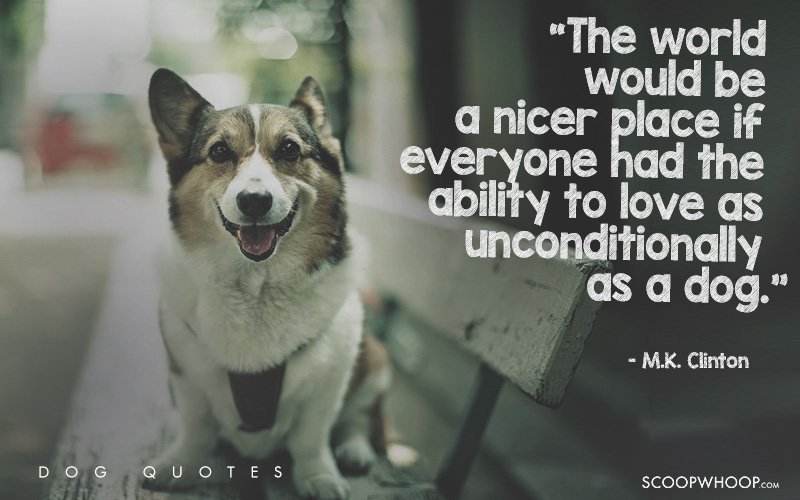 25 Beautiful Quotes That Explain Exactly Why Dogs Are Man’s Best ...