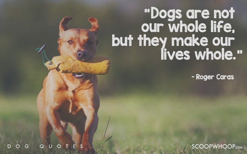 25 Beautiful Quotes That Explain Exactly Why Dogs Are Man’s Best ...