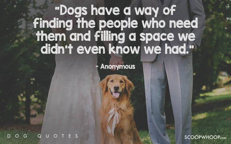25 Beautiful Quotes That Explain Exactly Why Dogs Are Man’s Best ...
