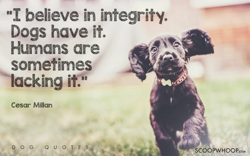 25 Beautiful Quotes That Explain Exactly Why Dogs Are Man’s Best ...