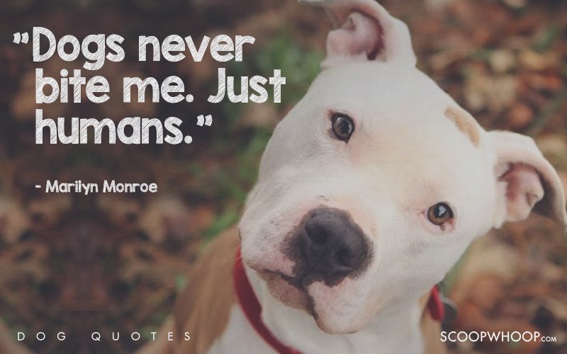 25 Beautiful Quotes That Explain Exactly Why Dogs Are Man’s Best Friends