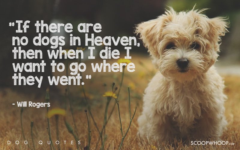 25 Beautiful Quotes That Explain Exactly Why Dogs Are Man’s Best Friends