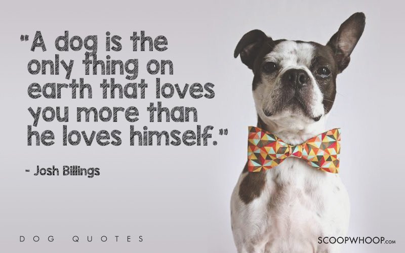 25 Beautiful Quotes That Explain Exactly Why Dogs Are Man’s Best ...